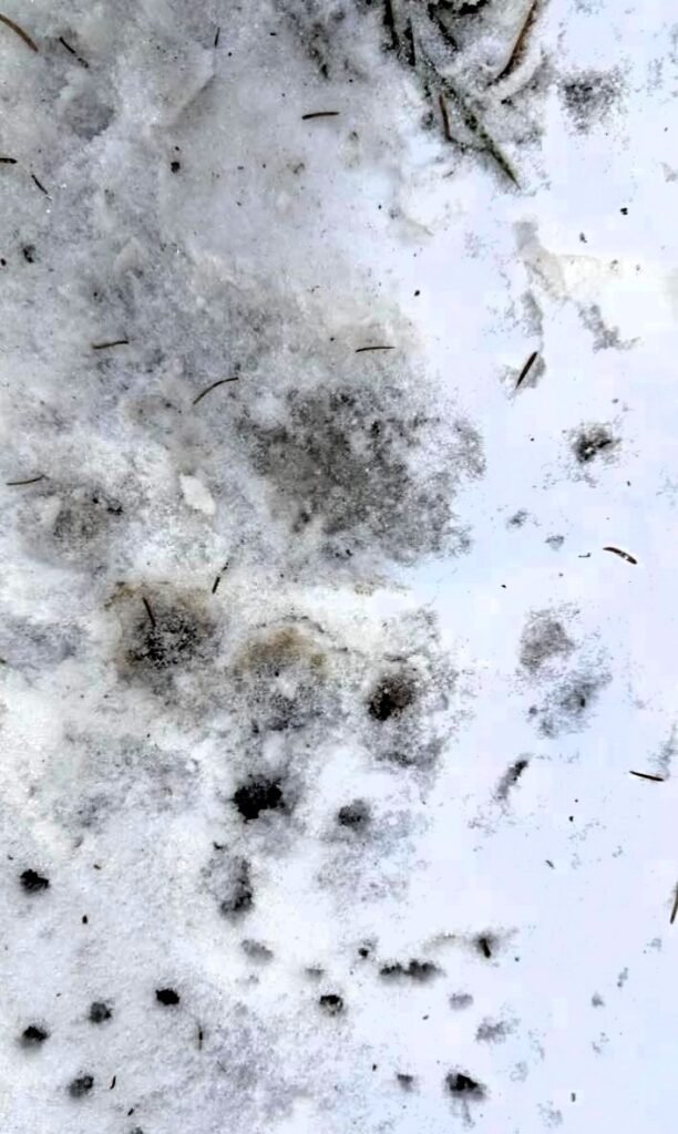 На маршруті до гори Ягідна в Татарові виявили сліди ведмедя (фото). Читайте на UKR.NET