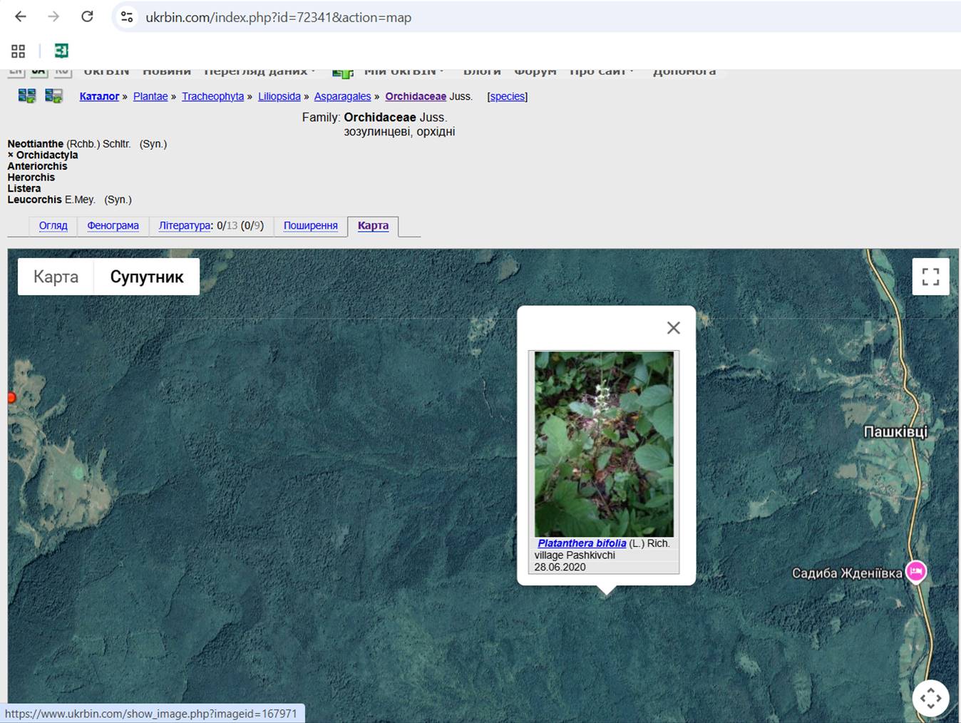 На Закарпатті під ЛЕП планують зрубати ліс з червонокнижними рослинами ...